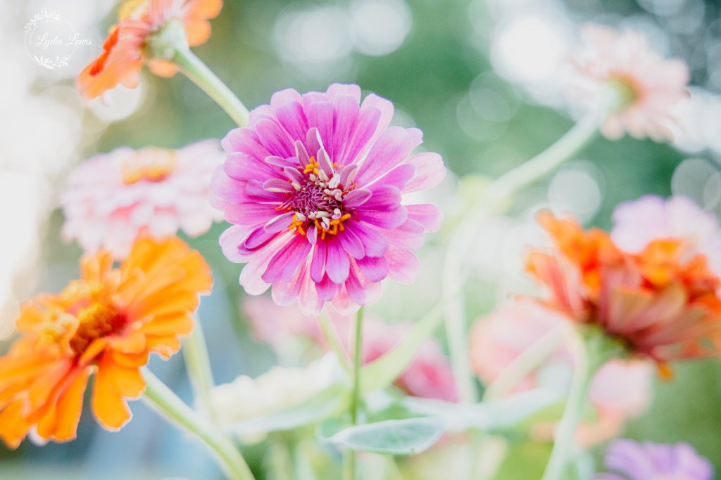 About Mahala McClure - Sweet Rose Doula Services